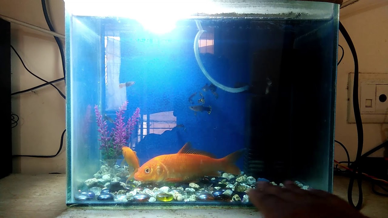 ! My First Aquarium Setup ! - YouTube