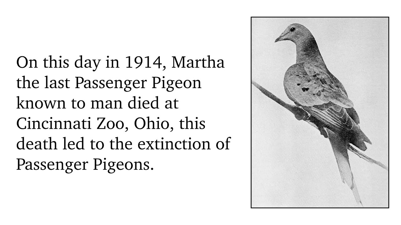 History Of The Day! 1st September - YouTube