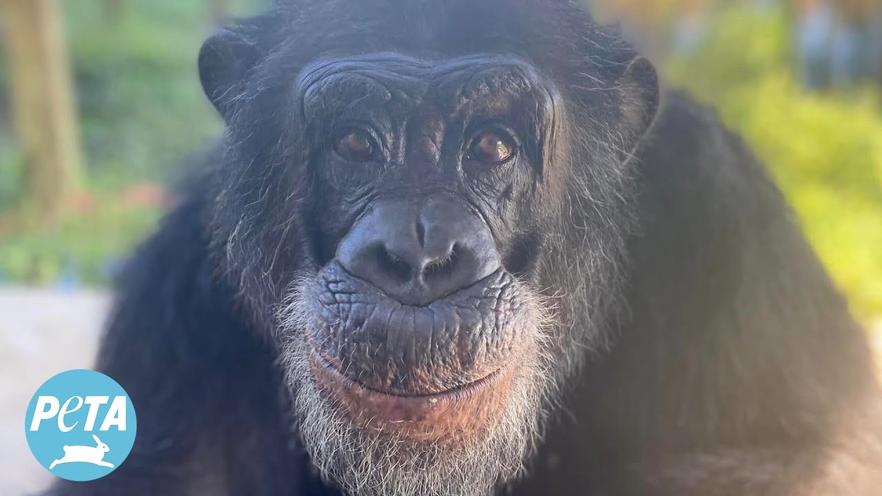 Tonka the Chimpanzee’s Story Is Even Wilder Than What You Saw in ‘Chimp ...