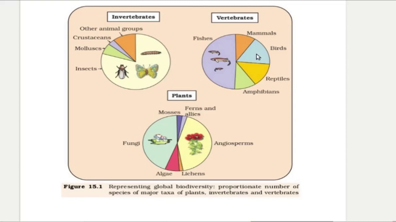 CLASS 12 EVOLUTION , HUMAN HEALTH AND DISEASE, BIODIVERSITY - DIAGRAMS ...