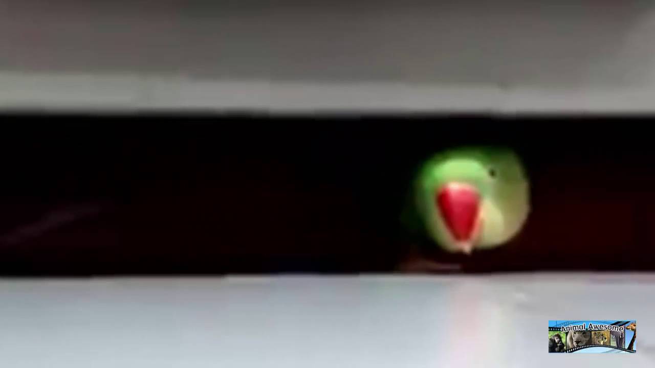Spy parrot - YouTube