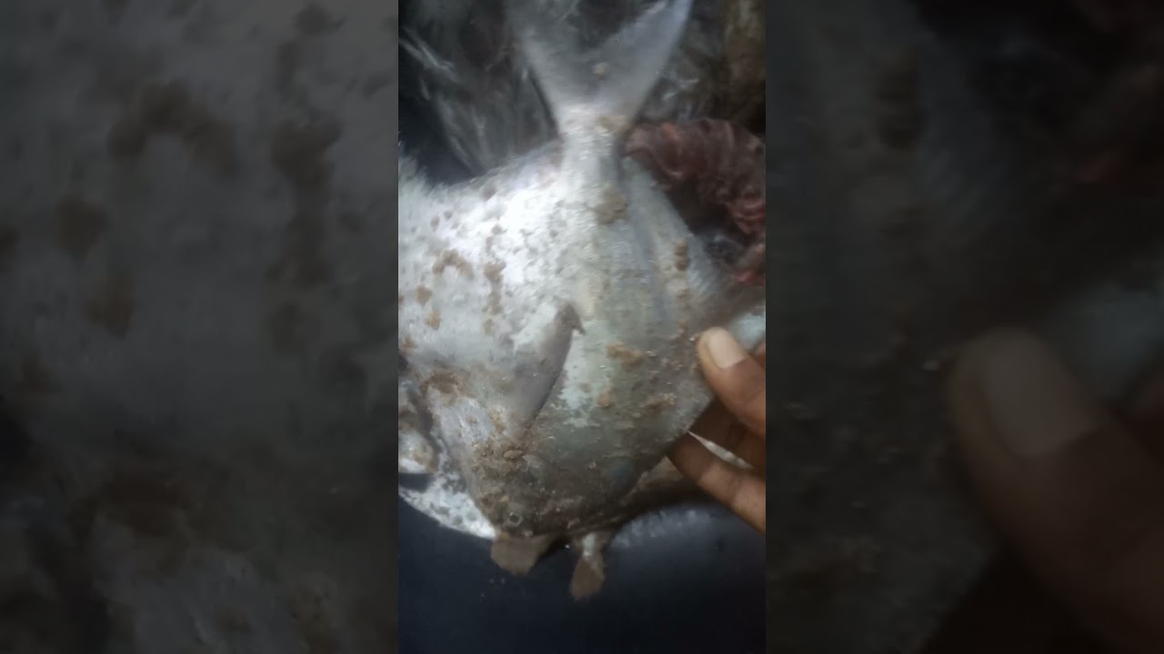 fronce fish big tiger fronce! - YouTube