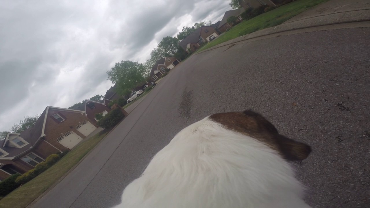 Animal Behavior Observations Part 16 - YouTube