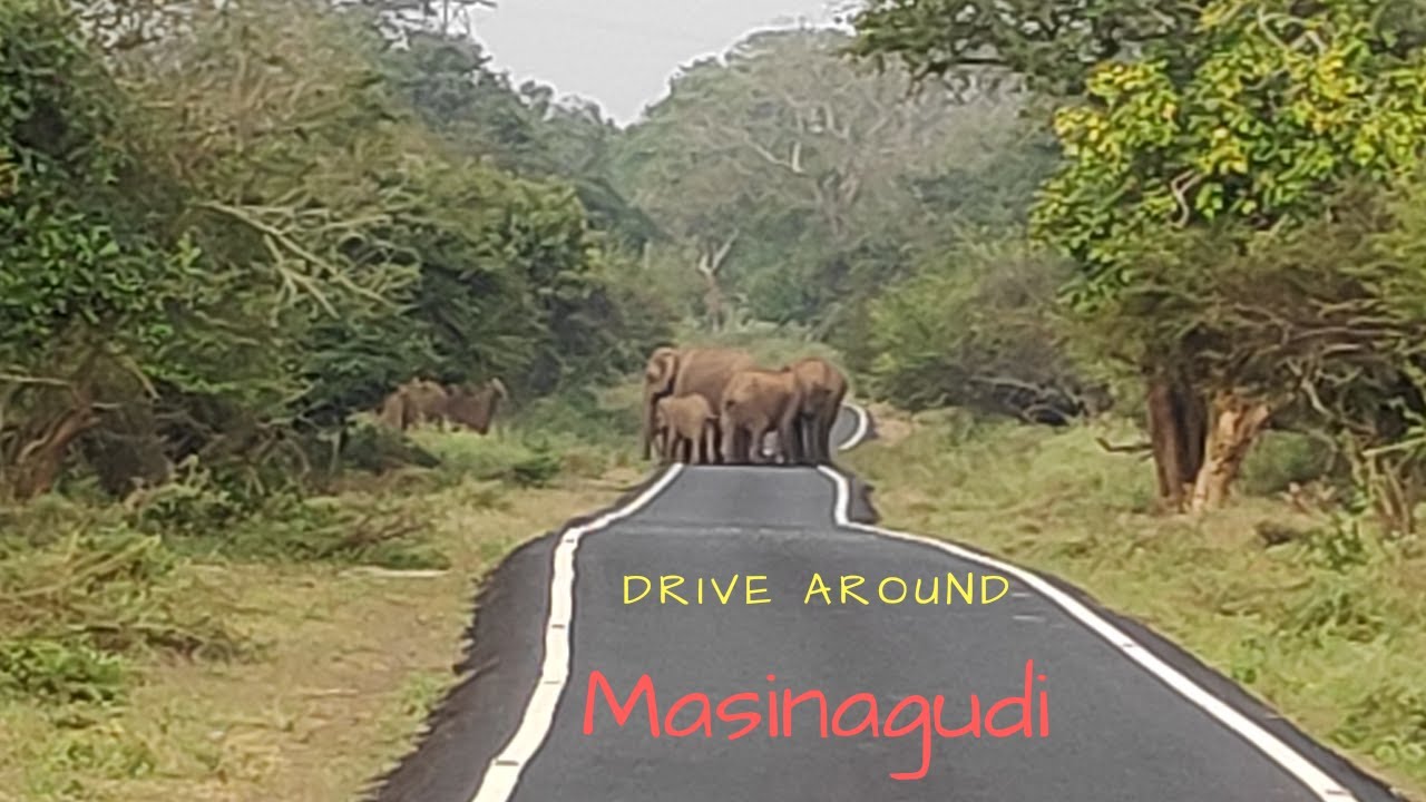 Drive around Masinagudi | Moyar Dam | Kalhatti Falls | View Points ...
