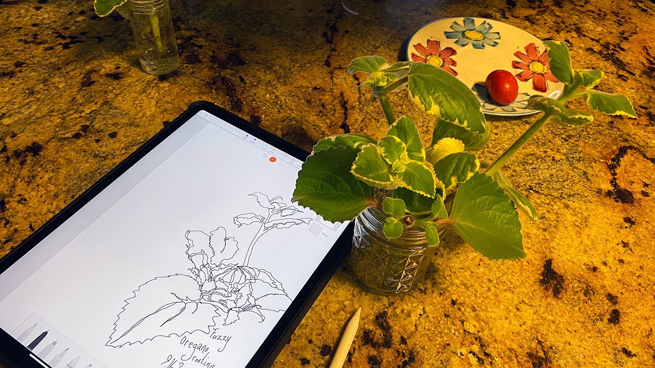 Morning Scribbler Sept 16 2020 Fuzzy Oregano Contour Drawing by Chris ...