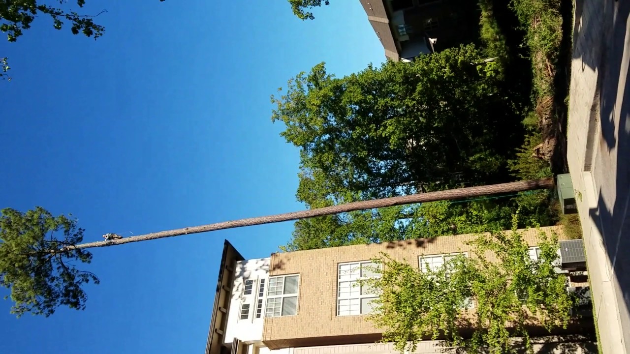 Michael Panter at Union tree service - YouTube