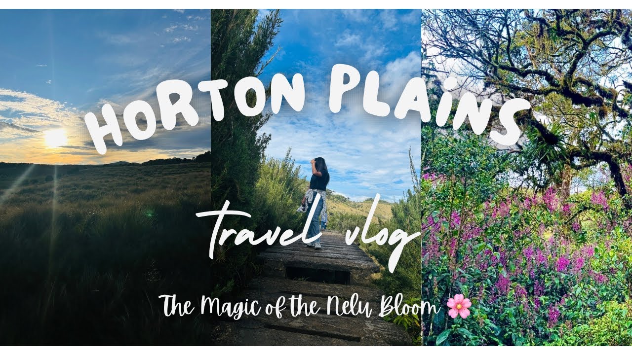 Horton Plains🇱🇰 |Nelu flowers bloom in Horton Plains after 12 years 🌸 ...