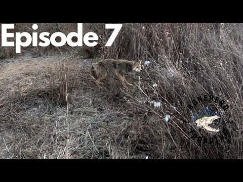 Trapping Coyotes In Cable Restraints (One Got Away, Again!) - YouTube