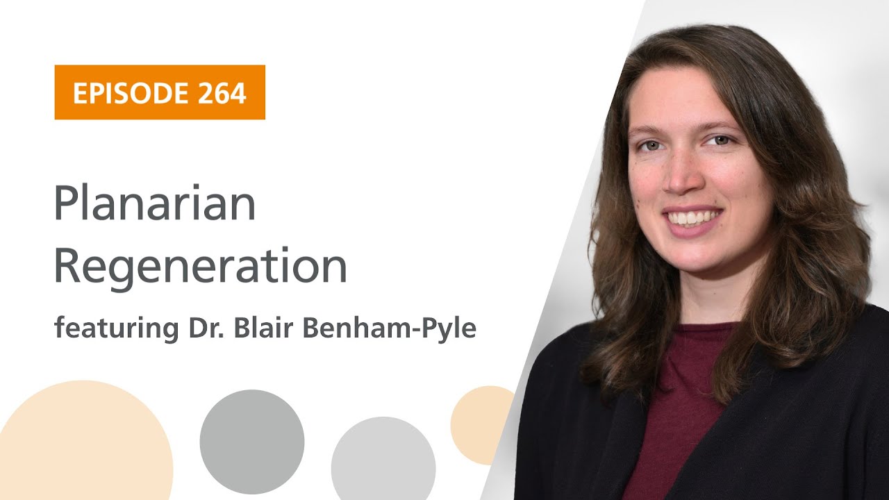 Planarian Regeneration featuring Dr. Blair Benham-Pyle | The Stem Cell Podcast - YouTube