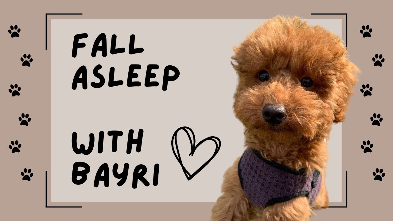 Fall asleep ASMR | Bayri ASMR - YouTube