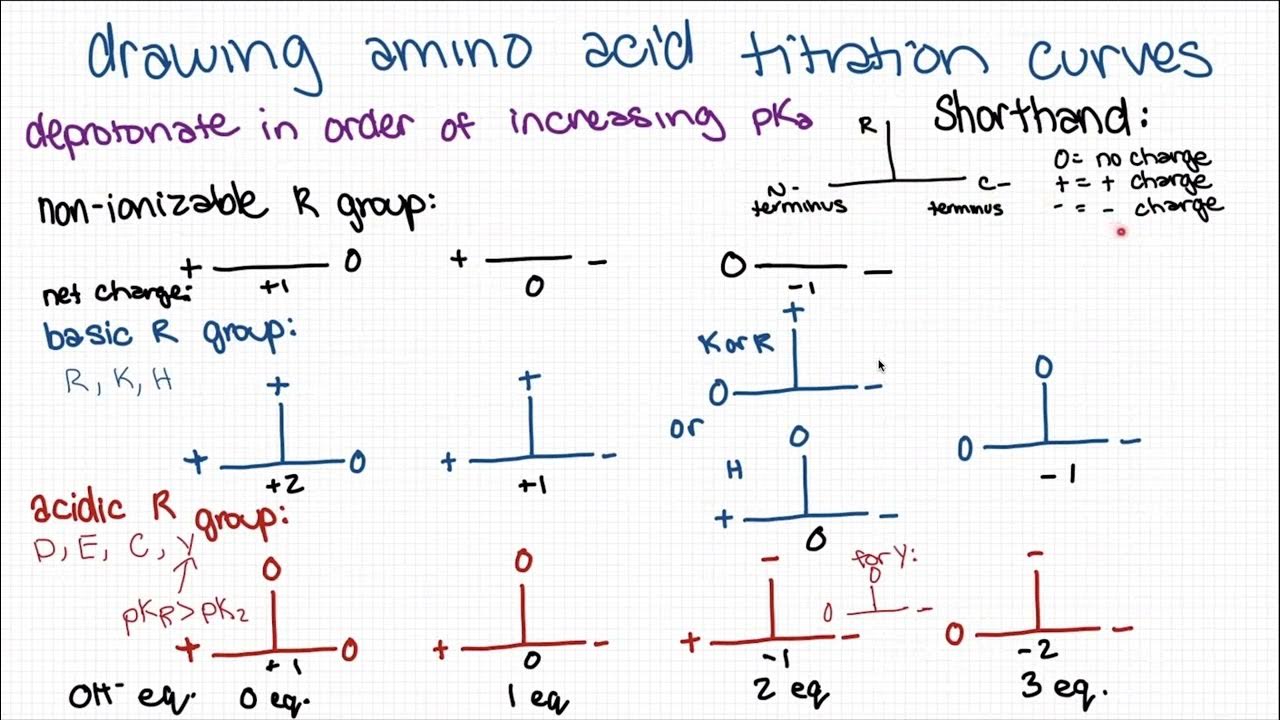 Quick guide to interpreting and drawing amino acid titration curves - YouTube