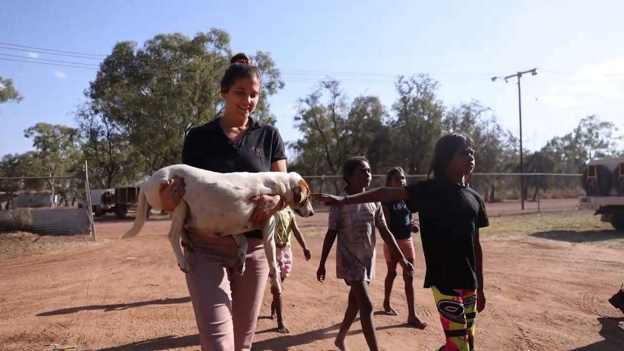 Shire of West Kimberley Animal Desexing in Kupungarri - YouTube