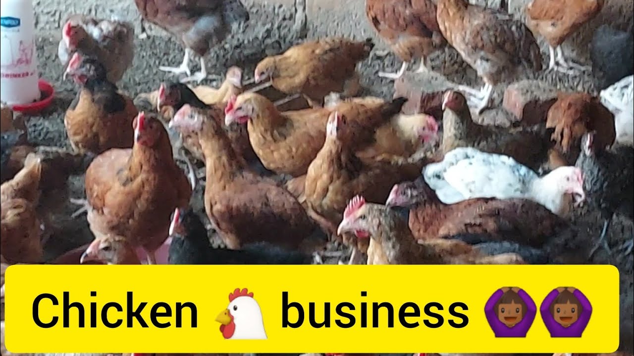 Chicken rearing// went to check progress on neighbours Chicks...Visit ...