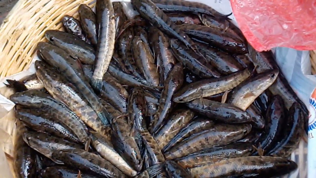 টাকি মাছ ও টাকি মাছের উপকারিতা । taki mas , spotted snakehead - YouTube