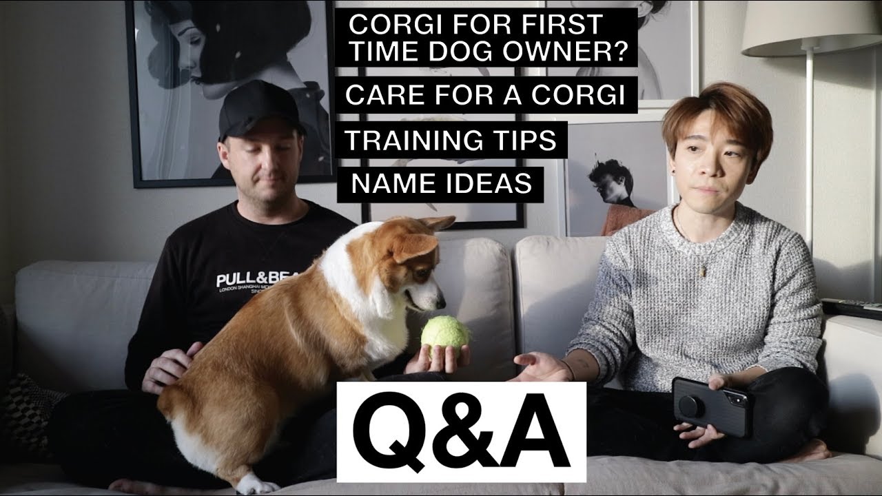 CORGI FOR FIRST TIME DOG OWNERS? TRAINING TIPS? I Q&A (Part 1) | Life ...