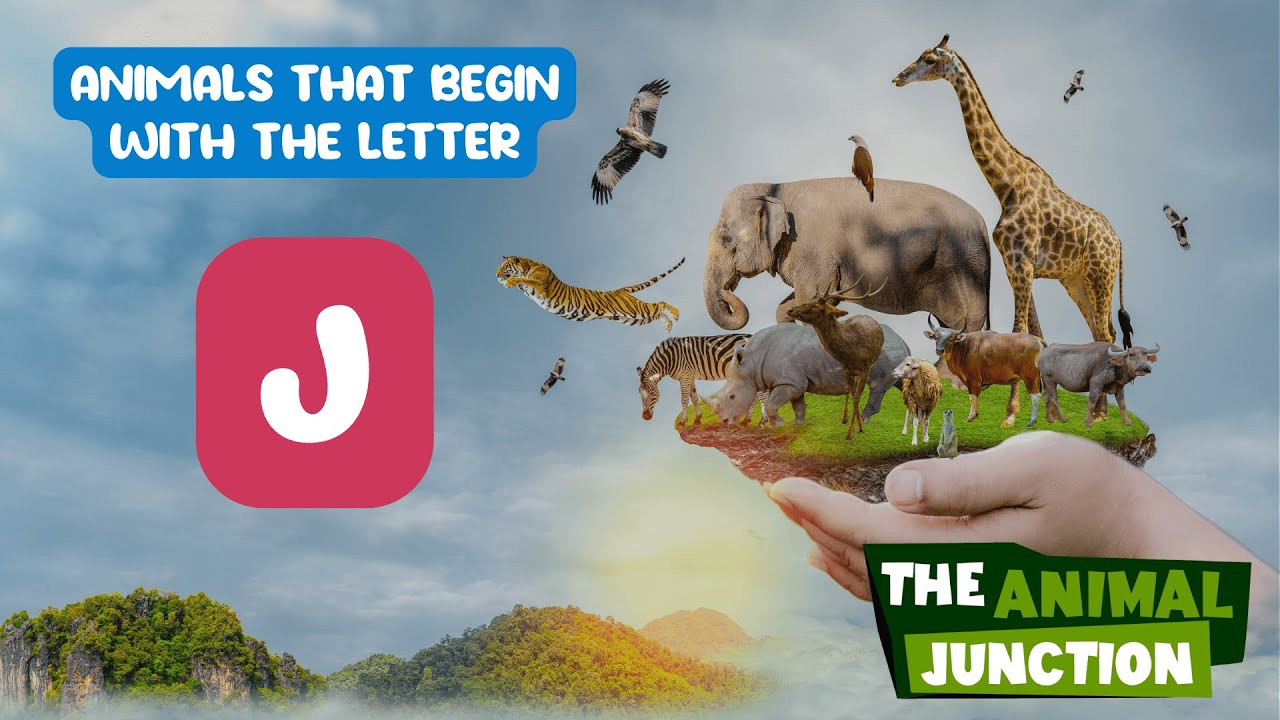 Animals That Start With J | The Animal Junction - YouTube