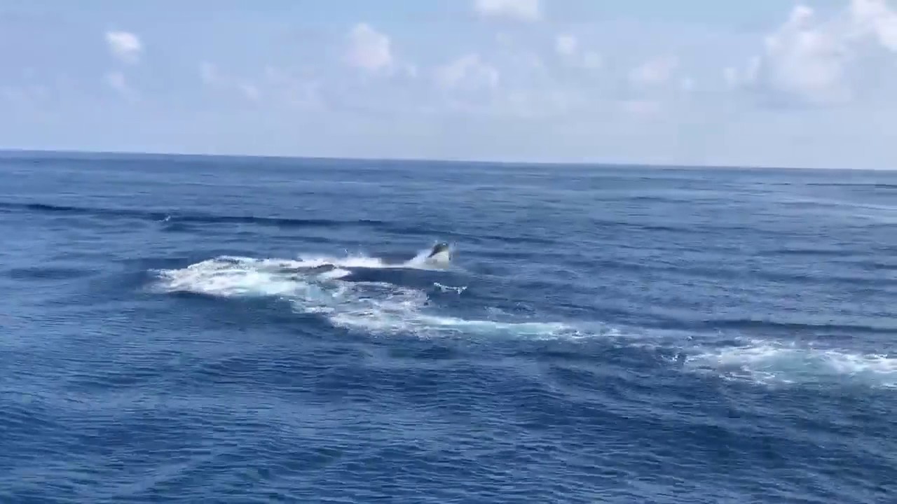 Billfish on the Fly - YouTube