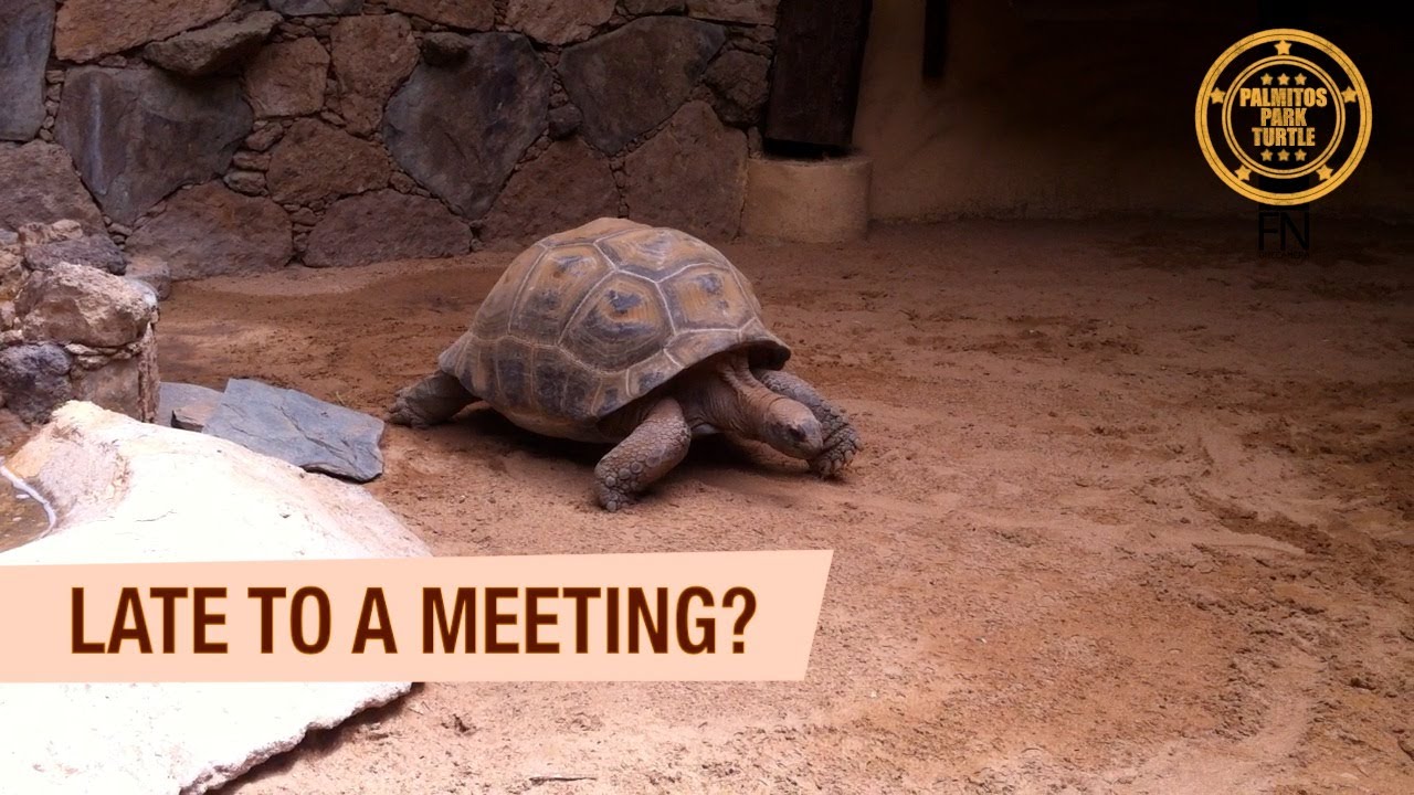 Giant Turtle - Late to a meeting? - YouTube