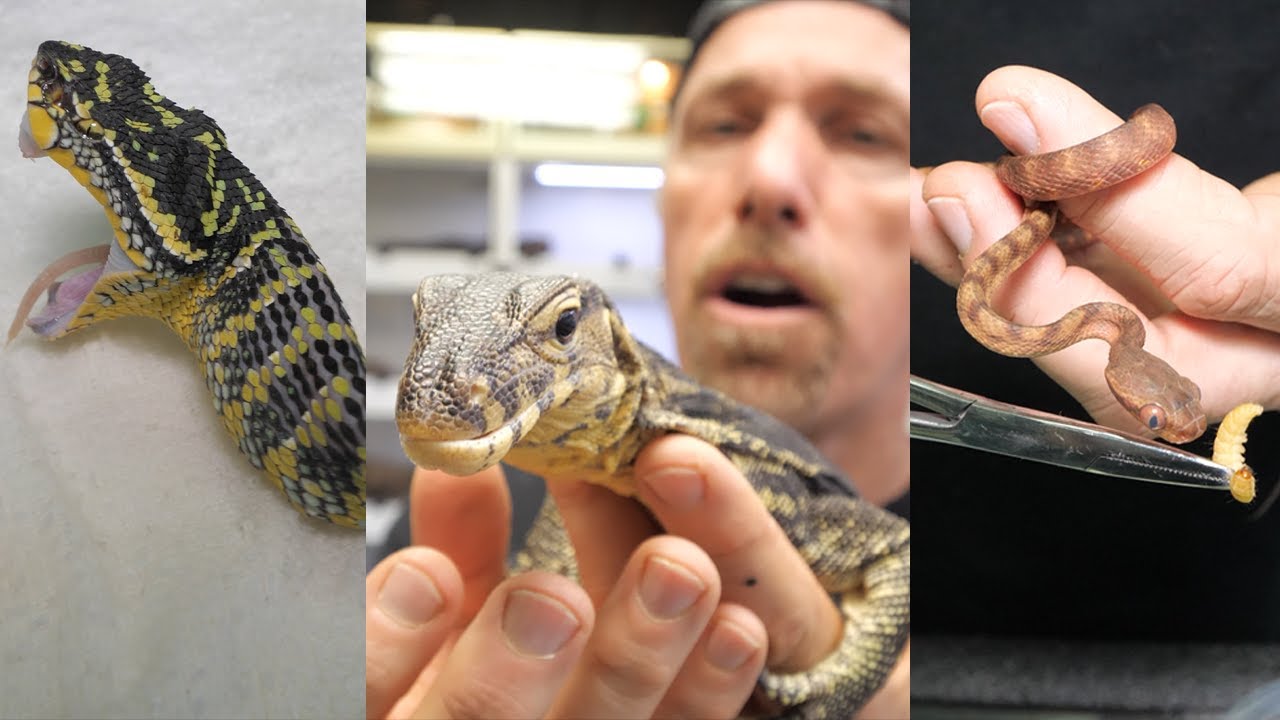 Water Monitor Lizard Mr Kipling