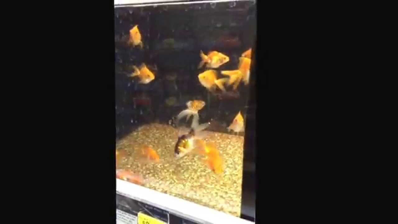 Very sad!!! Fish abuse at Walmart Ashle - YouTube