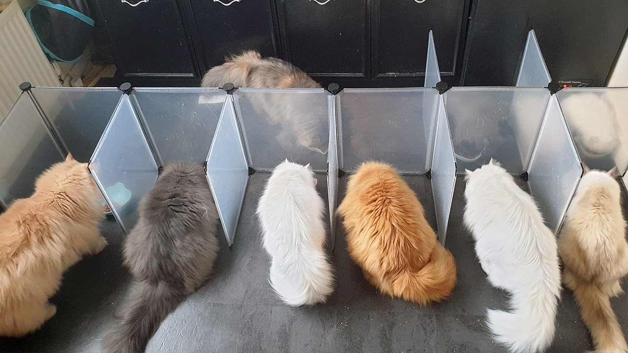 Cat Feeding Booths: Creative Stations for Multiple Cats to Eat in Peace! 🍽️ - YouTube