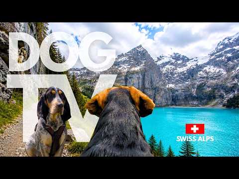 TheDogCam | 10hrs of Mountain Lake Virtual Dog Walks in The Swiss Alps 🐾🏔️ Dog POV