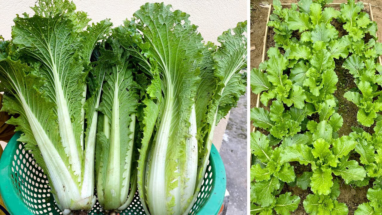 Great Backyard Vegetable Garden, Growing Fresh And Very Easy Vegetables ...