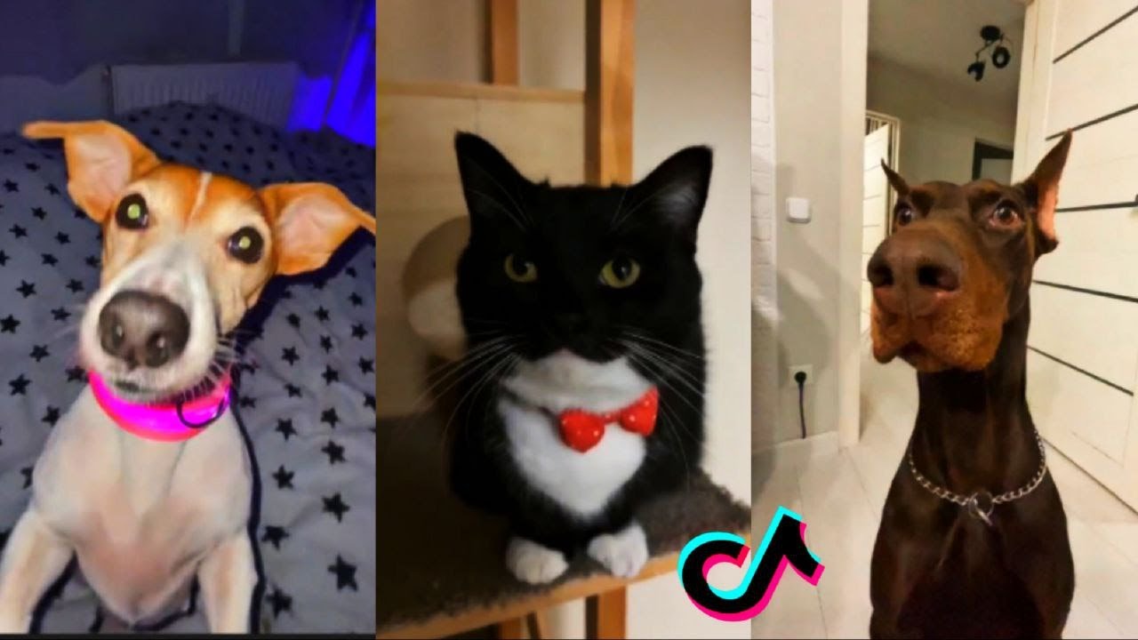 Chipi Chipi Chapa Chapa Dubi Dubi Daba Daba Funny Meme Tiktok ...