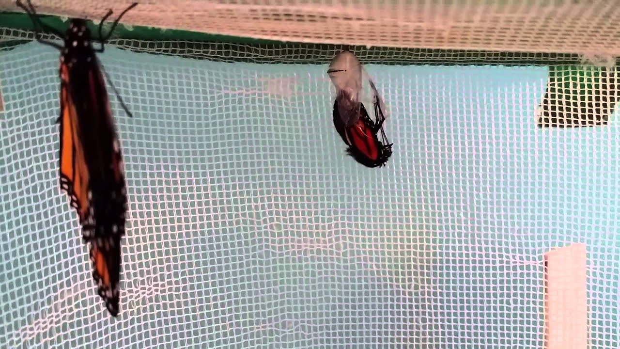 Monarch Caterpillar Chrysalis Cocoon Hatching - YouTube