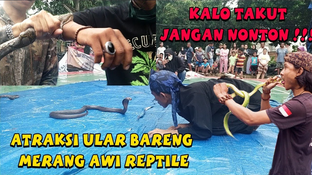 ATR4KSI ULAR FEAT.MERANG AWI REPTILE - YouTube