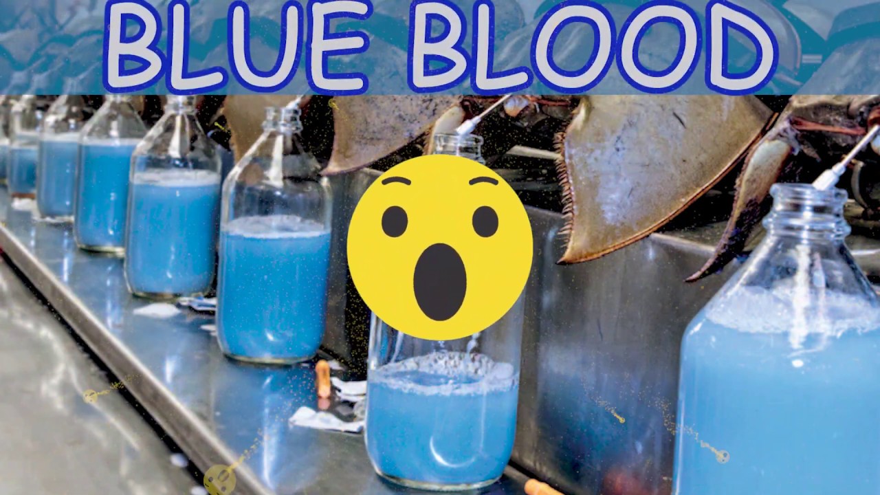 Who Has Real Blue Blood? Horseshoe Crab Blood - Why Is It So Expensive ...