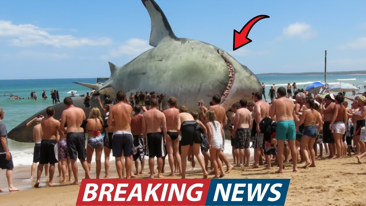 Australia’s Largest Shark Corpse Just Washed Ashore and Authorities ...