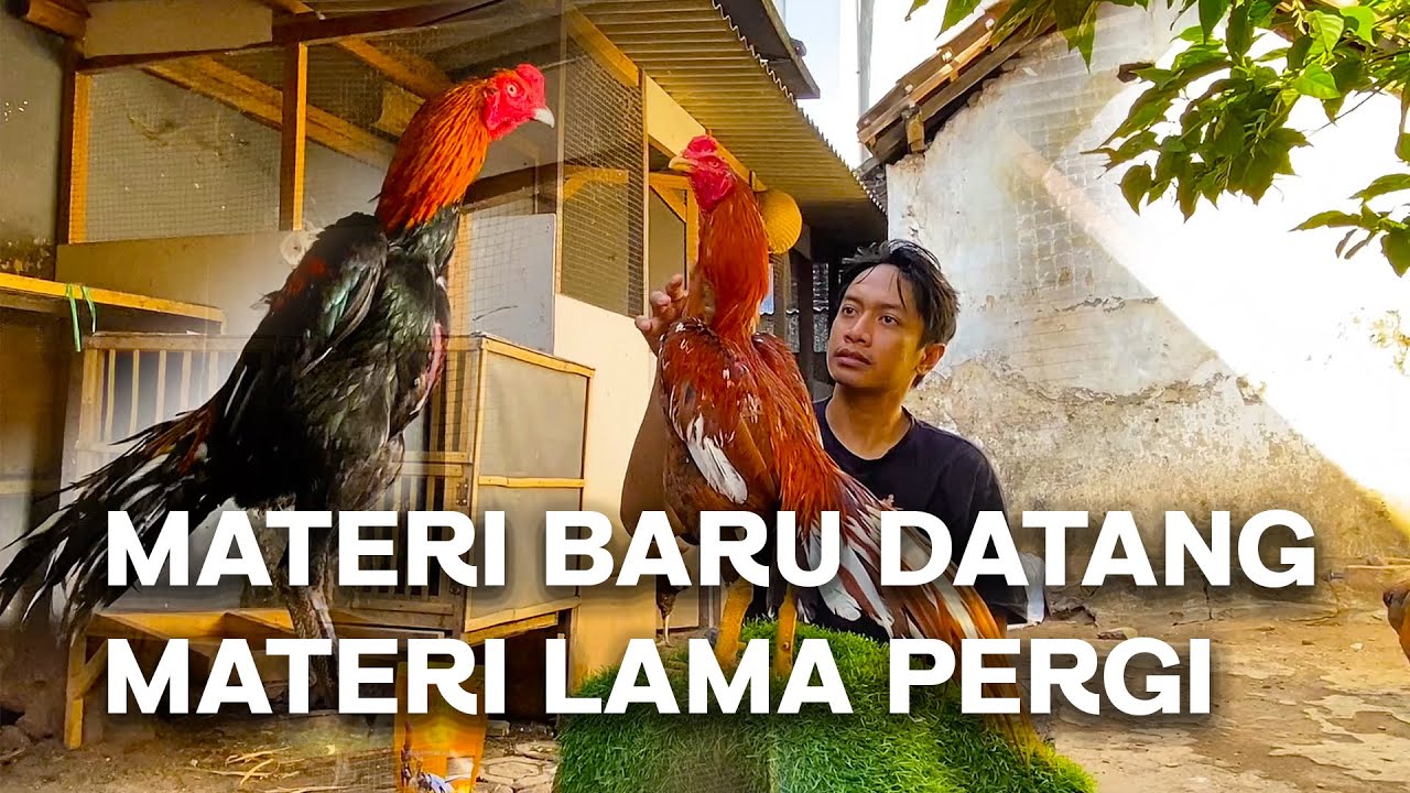 BANYAK MATERI DATANG DAN PERGI DI KANDANG ADITYA FARM 99 - YouTube
