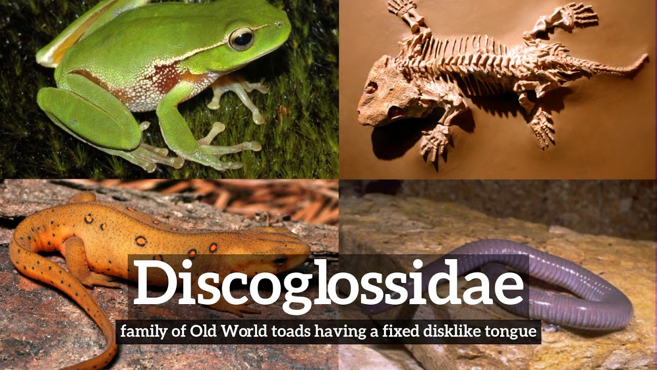 How Does Discoglossidae Look? | How to Say Discoglossidae in English ...