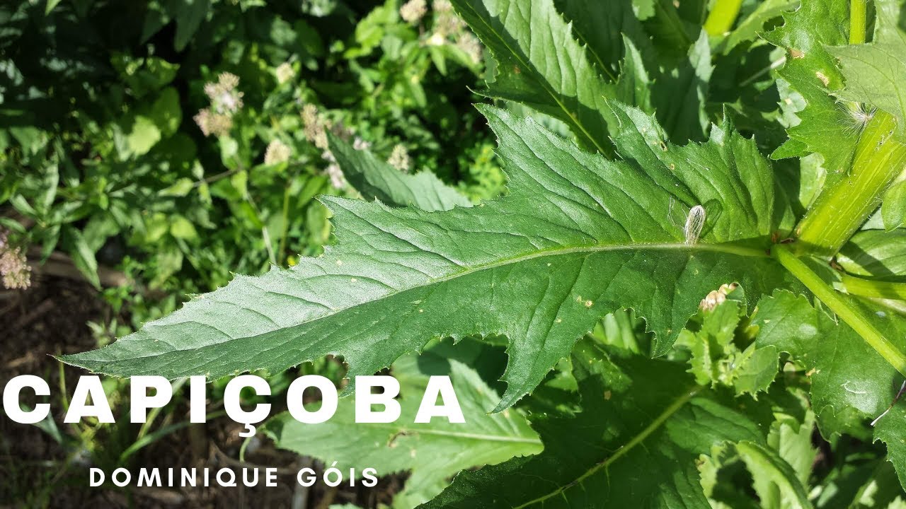 Capiçoba - Erechtites valerianifolius - YouTube