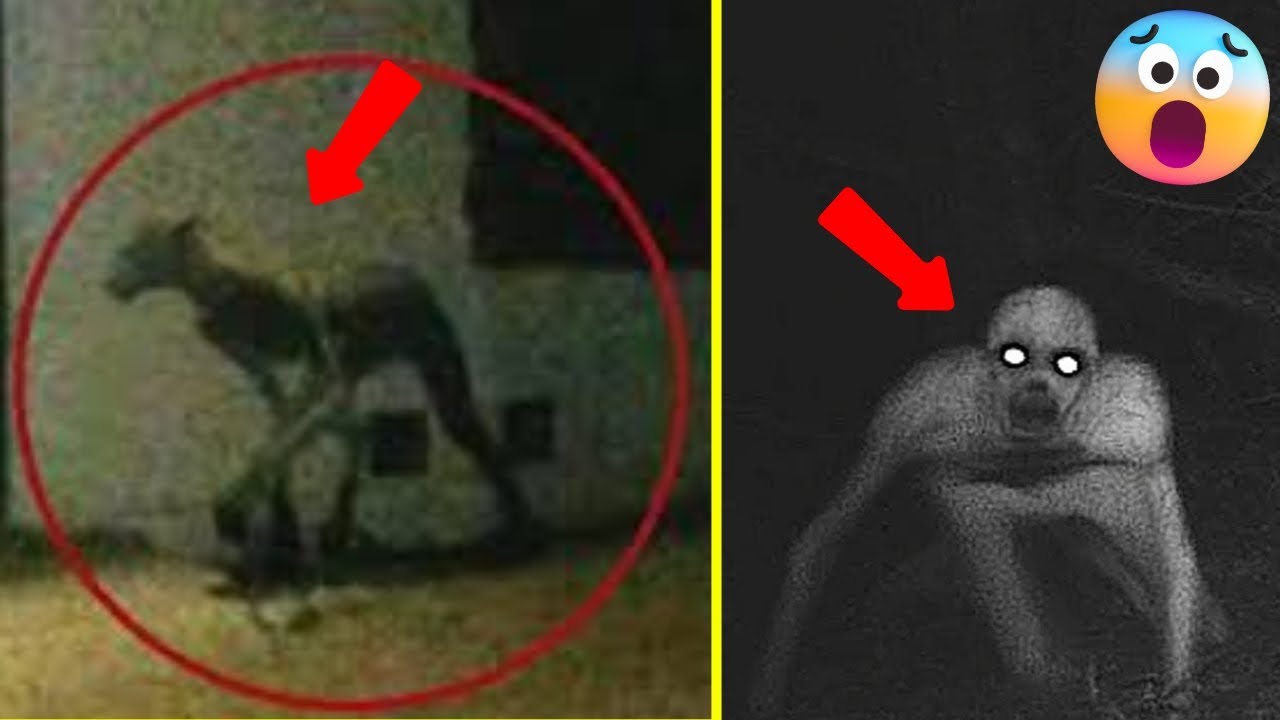 Top 15 WEIRED ANIMALS caught on CAMERA that will SHOCK you! - YouTube