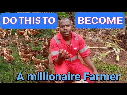 HOW TO SUSTAIN A POULTRY FARM AND BECOME A MILLIONAIRE.#chicken farms ...