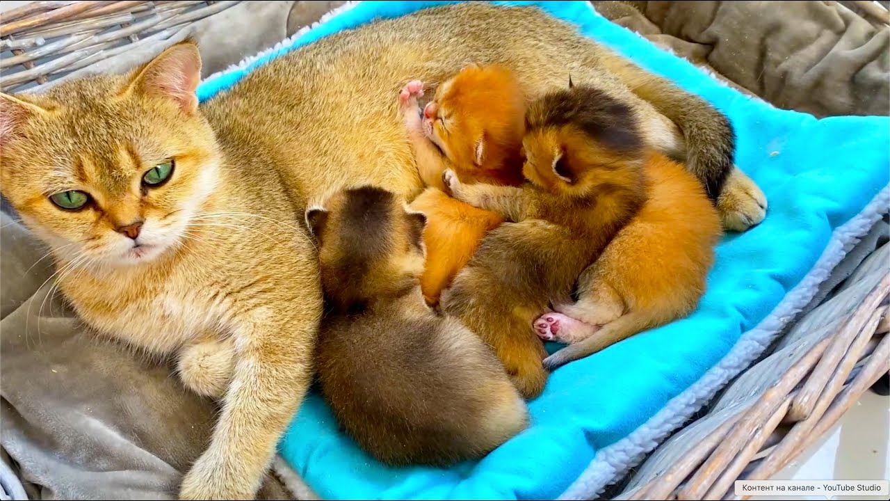 Cuttest kittens - YouTube