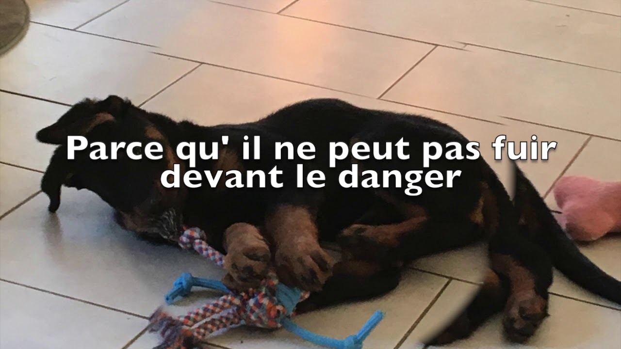Trouver les bonnes réponses, questionnaire sur le chien - YouTube