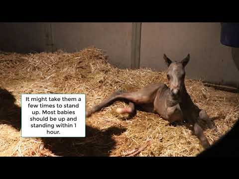 Foal Series: Foaling - YouTube