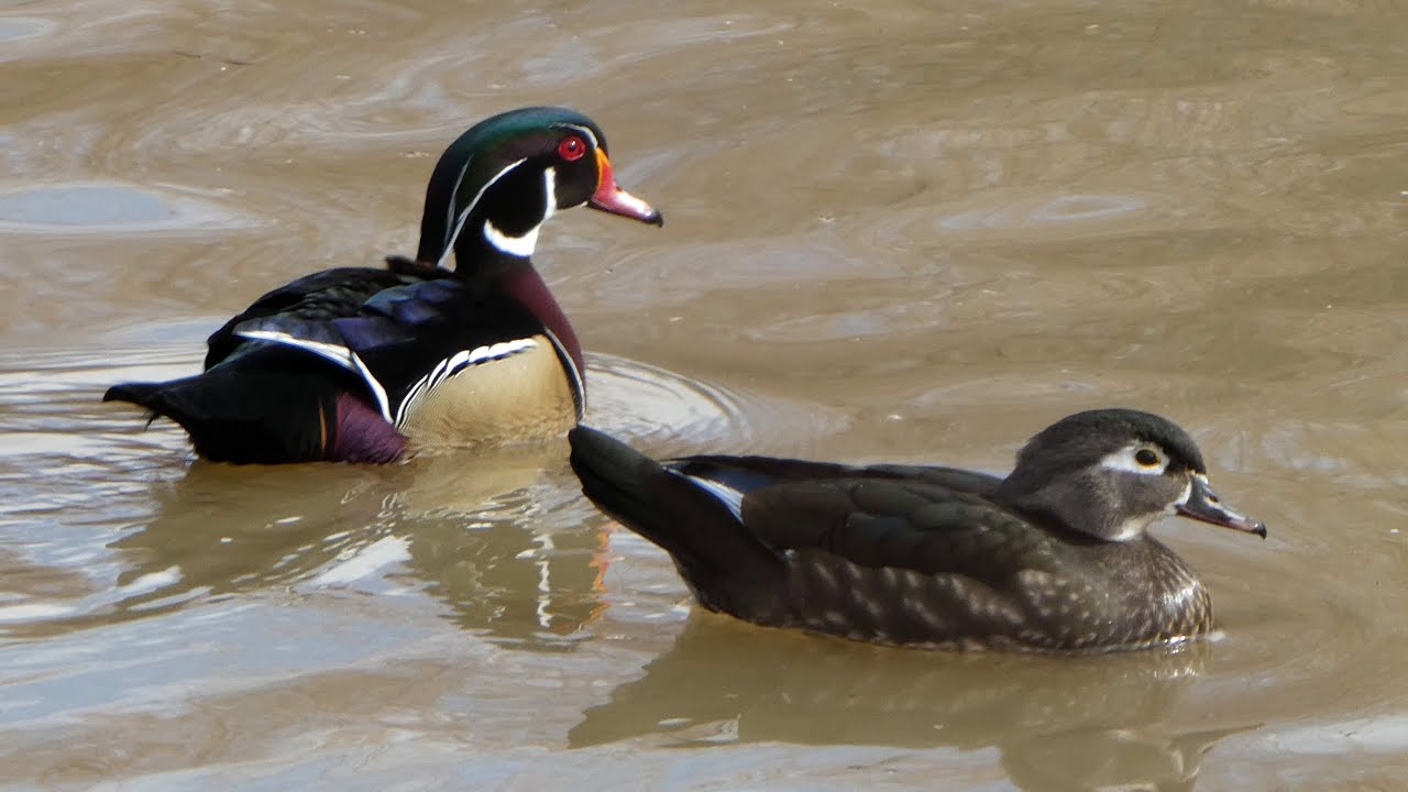 Wood ducks at Bachechi Open Space, Albuquerque - YouTube