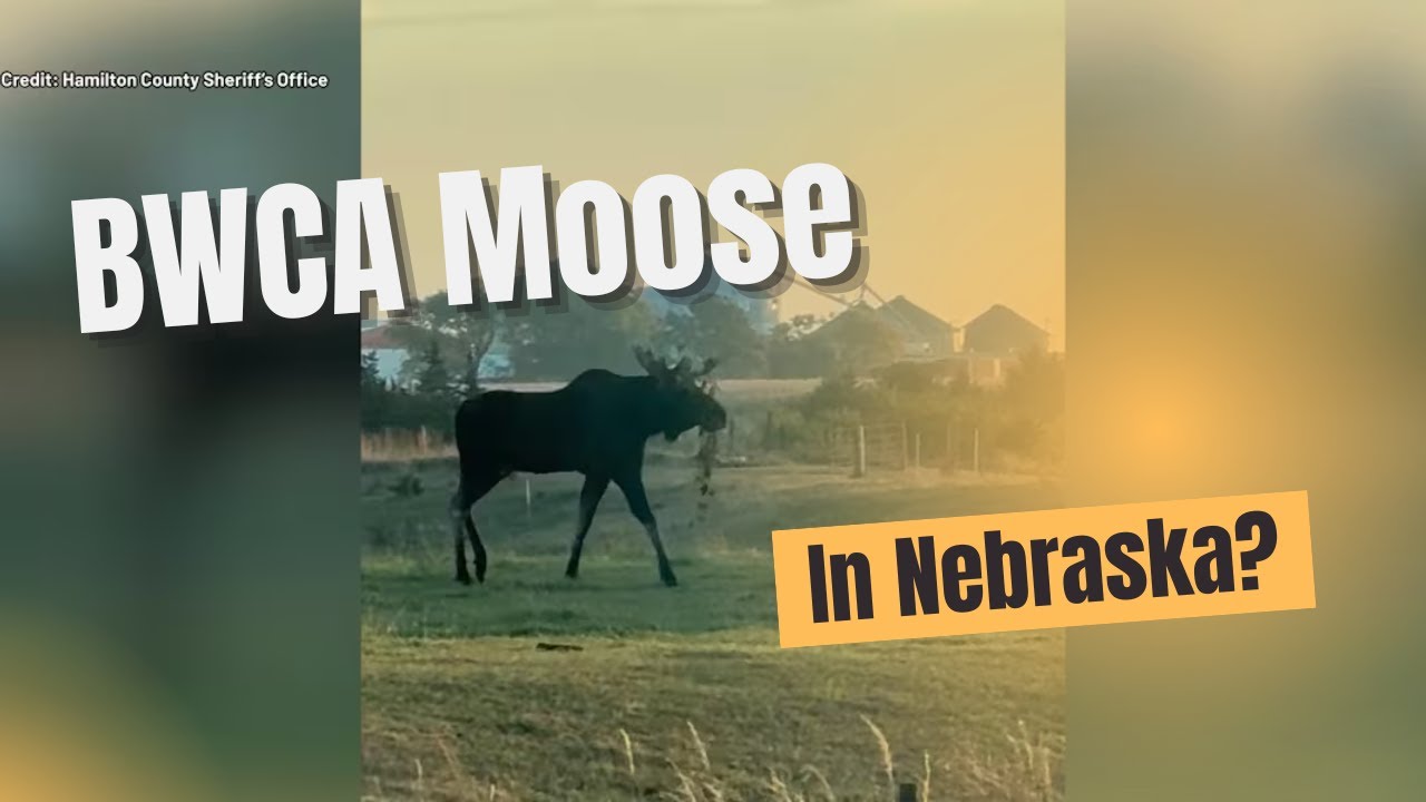 Moose In Nebraska Possibly Wandered From BWCA - YouTube