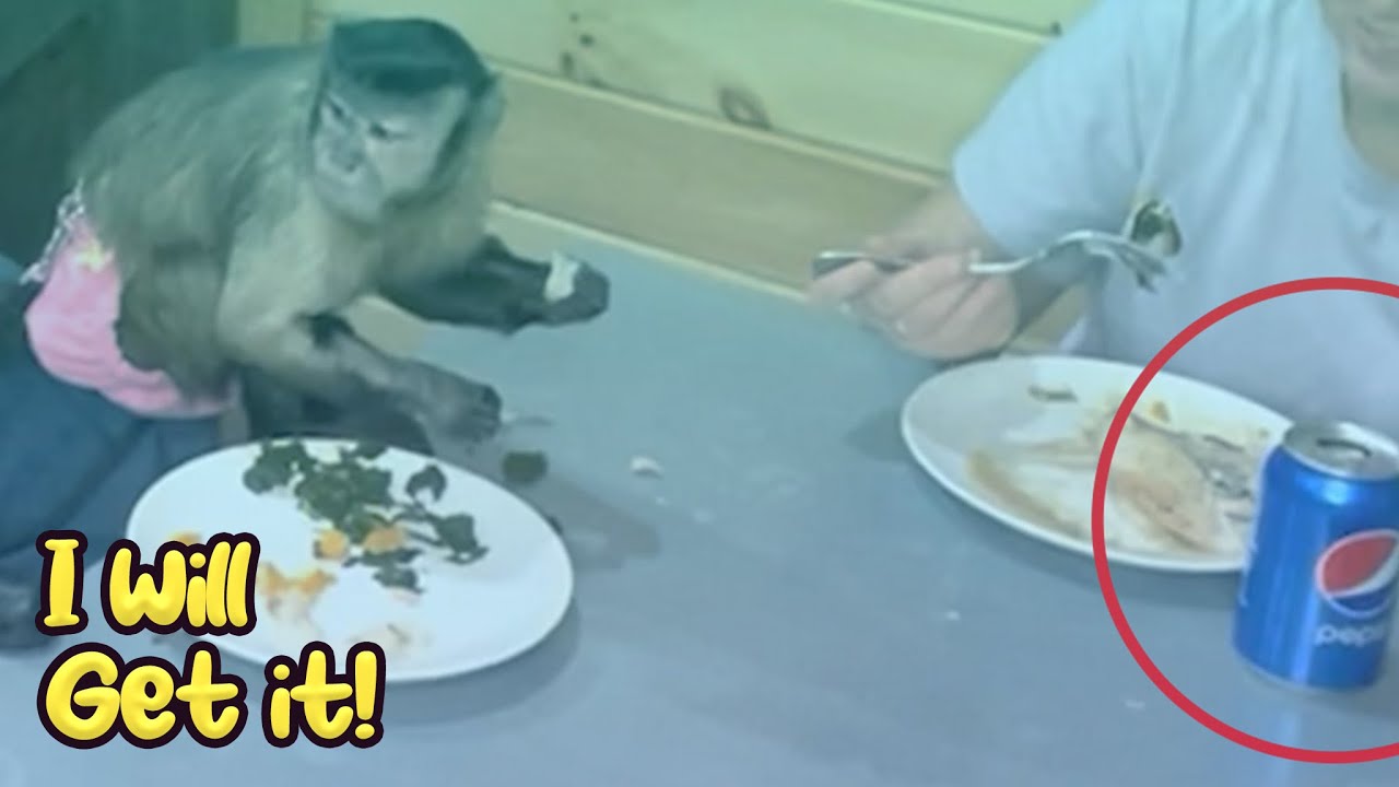 Dinner With An Adorable Thief - YouTube