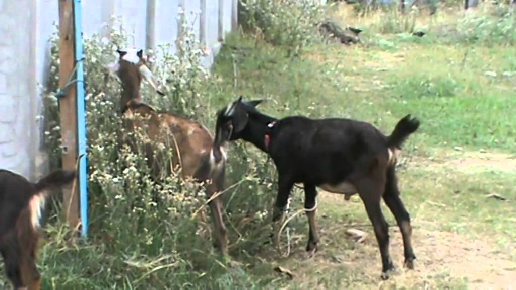 Teaching Goats How To Free Range - YouTube
