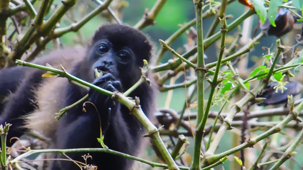 Video El Mono Congo - YouTube