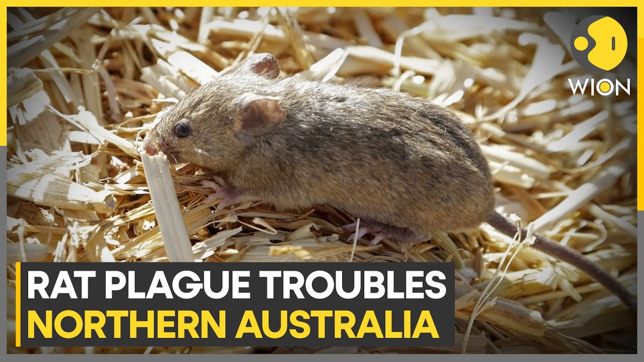 Rat plague spreads in Australia's Queensland, smelly heaps causing ...