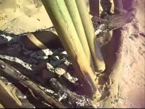 SARAWAK'S EXOTIC FOOD - "PANSUH" CHICKEN AND FISH - YouTube