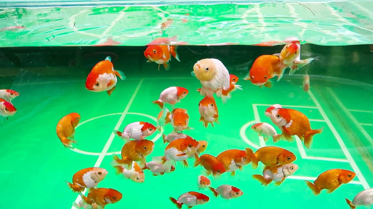 Welcome 60 Ranchu to my Home | Mua lại đàn cá RANCHU gần 60 con - YouTube