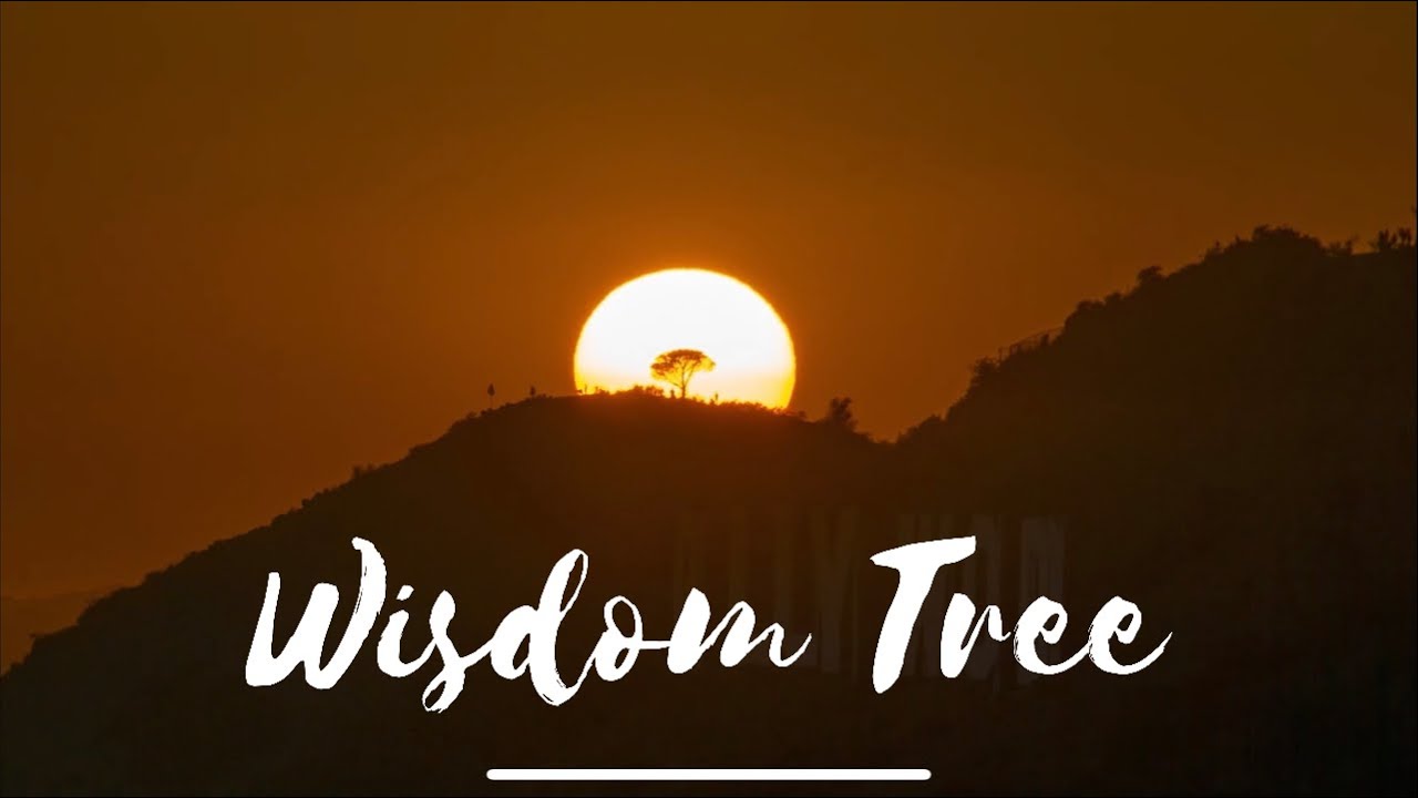 Wisdom Tree - Griffith Observatory | Hollywood Sign, Los Angeles, CA ...