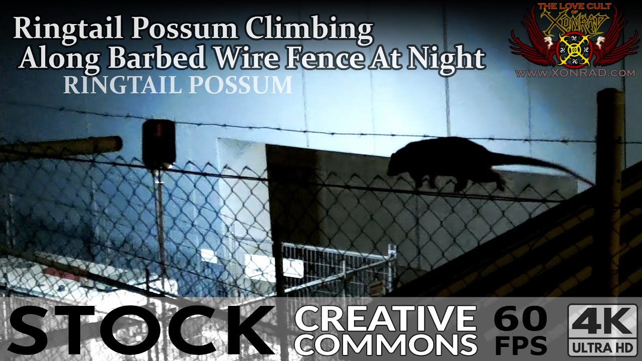 Ringtail Possum Climbing Along Barbed Wire Fence At Night [STOCK CC ...